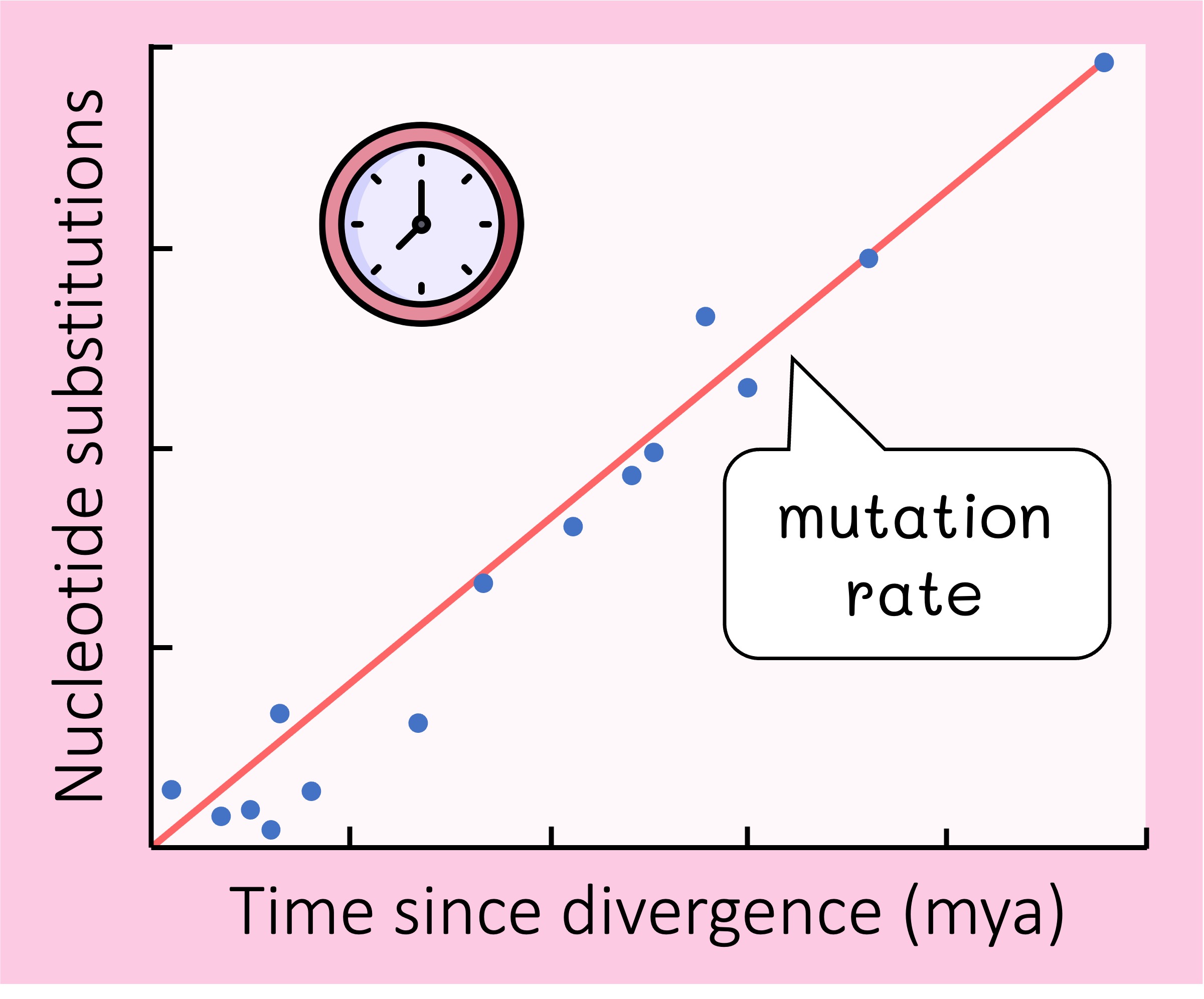 Molecular Clock